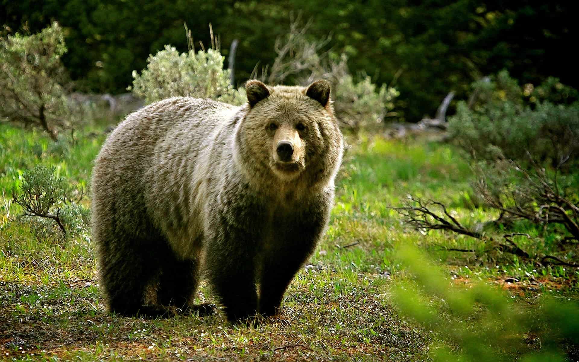 Wild Animals Wallpaper HD PixelsTalk Net