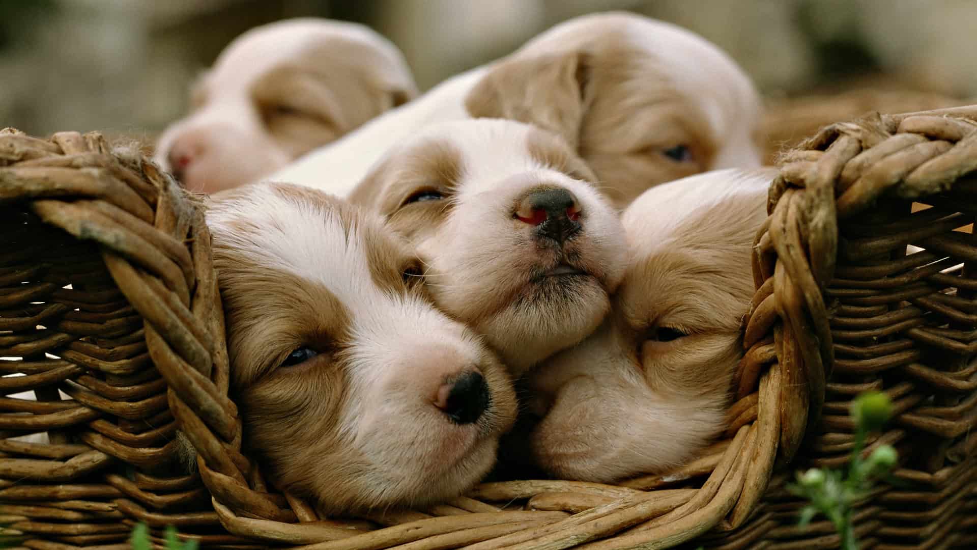 Cute Baby Animal HD Wallpapers PixelsTalk Net