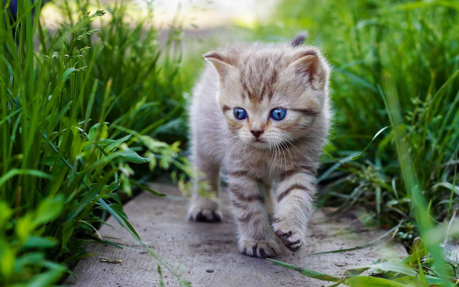 Cute Baby Animal Wallpapers Download Free PixelsTalk Net