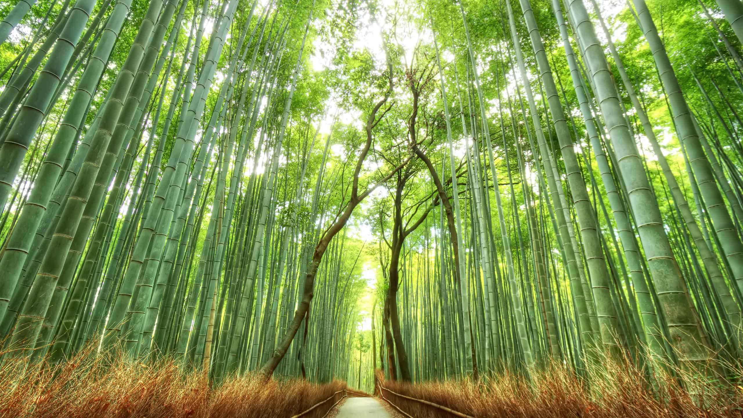 Bamboo Forest HD Wallpaper PixelsTalk Net