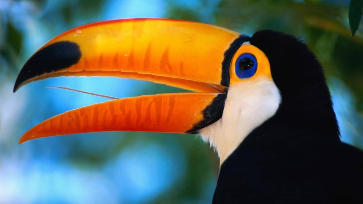 Animal Wallpapers HD - PixelsTalk