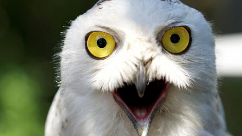 Animal Wallpapers HD - PixelsTalk