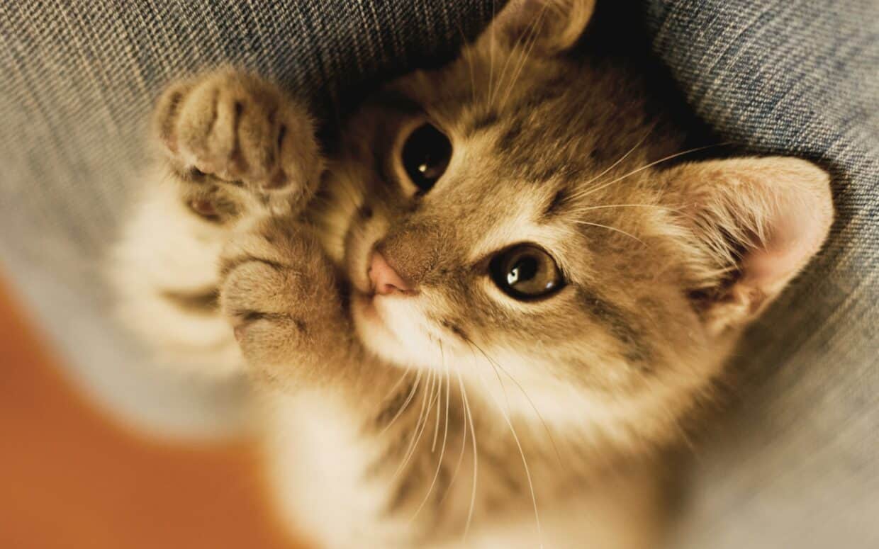 Cat Backgrounds Desktop - PixelsTalk