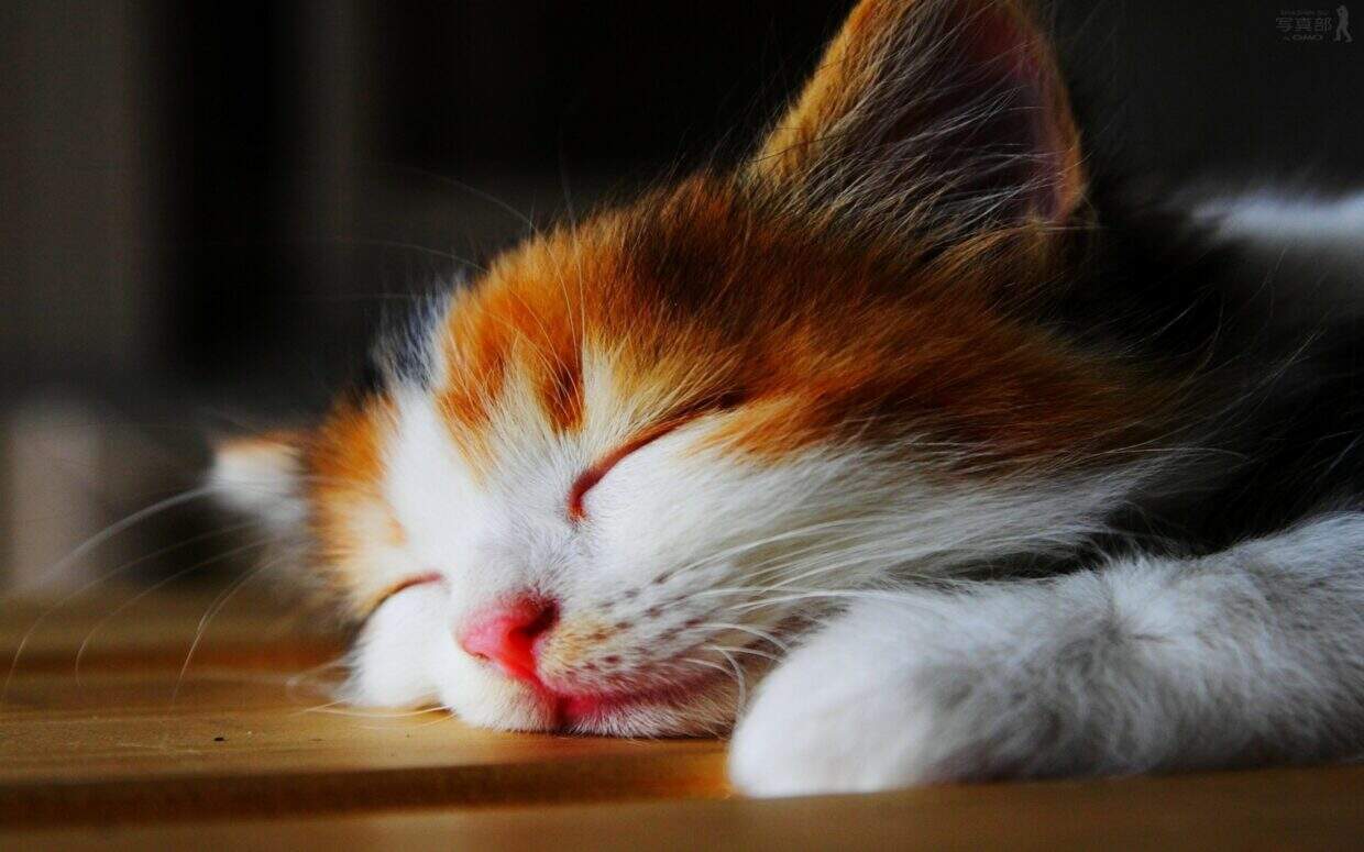 Lovely Cat Wallpaper HD - PixelsTalk