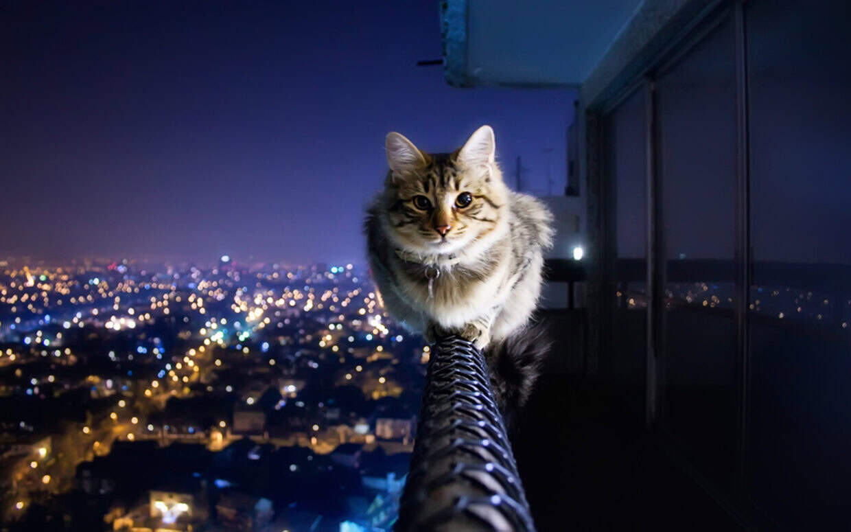 Cat Backgrounds Desktop - PixelsTalk