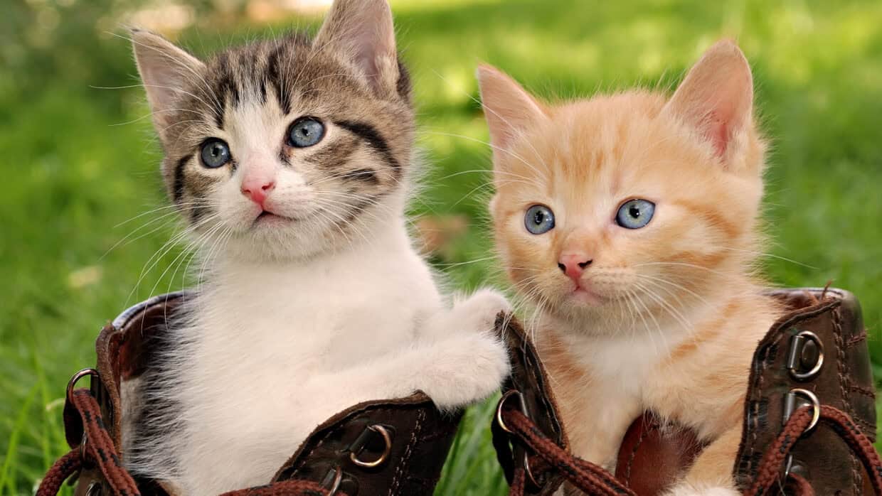 Double Cat Wallpaper - PixelsTalk