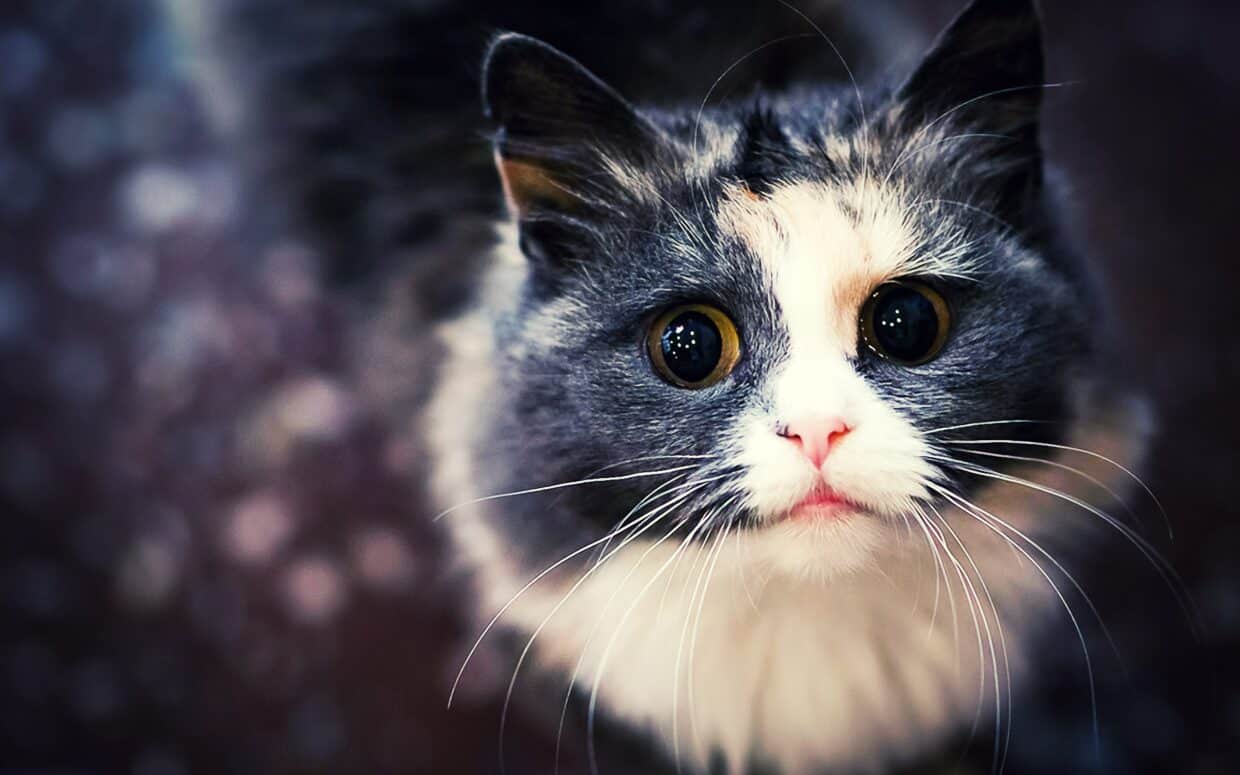 Lovely Cat Wallpaper HD - PixelsTalk