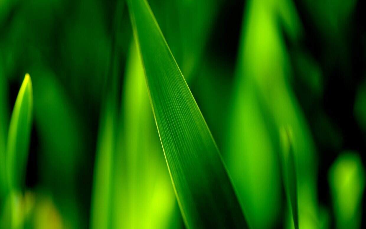 Nature Backgrounds - PixelsTalk