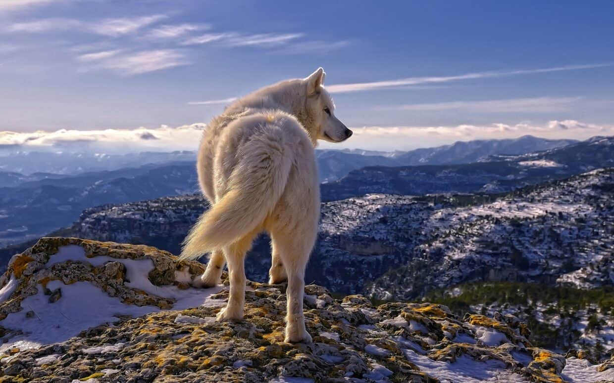 Wolf Backgrounds - PixelsTalk