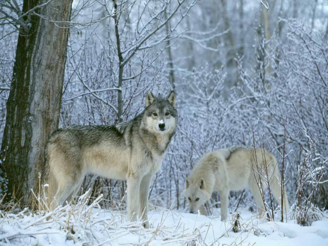 Wolf Wallpaper HD - PixelsTalk