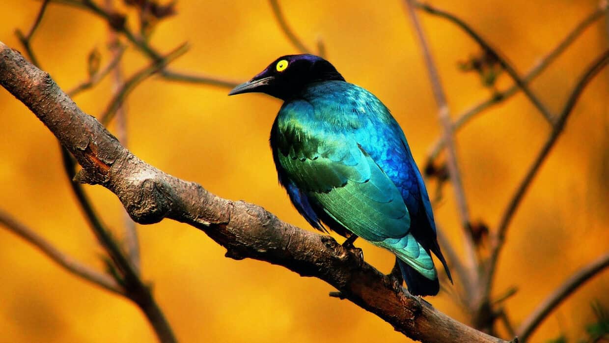 Birds Backgrounds - PixelsTalk