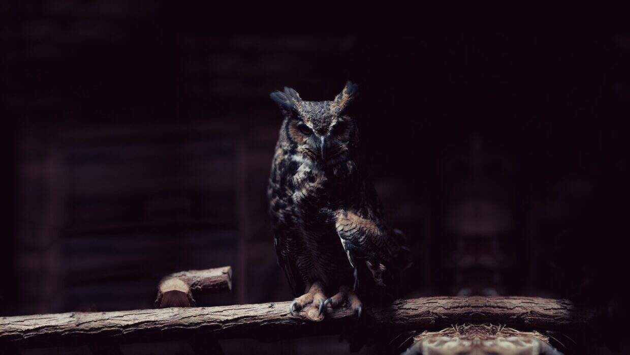 Dark Owl Wallpapers - PixelsTalk