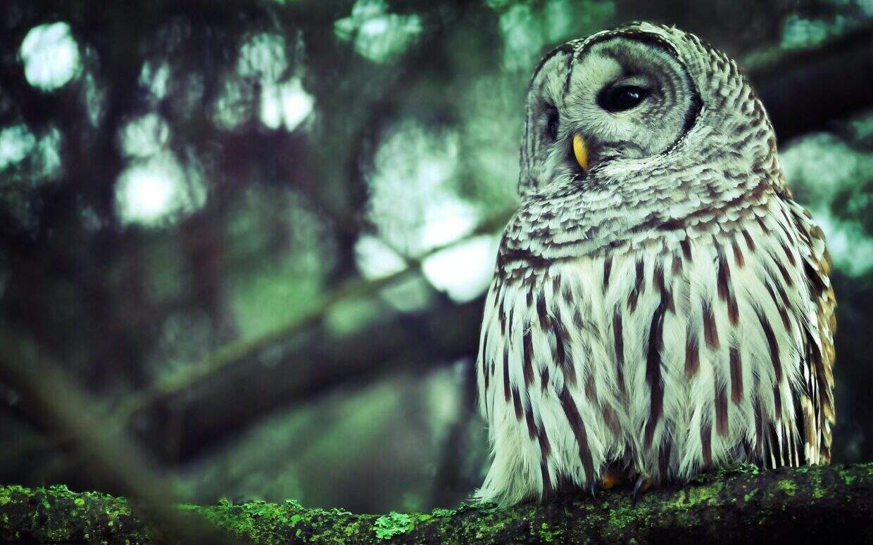 Dark Owl Wallpapers - PixelsTalk