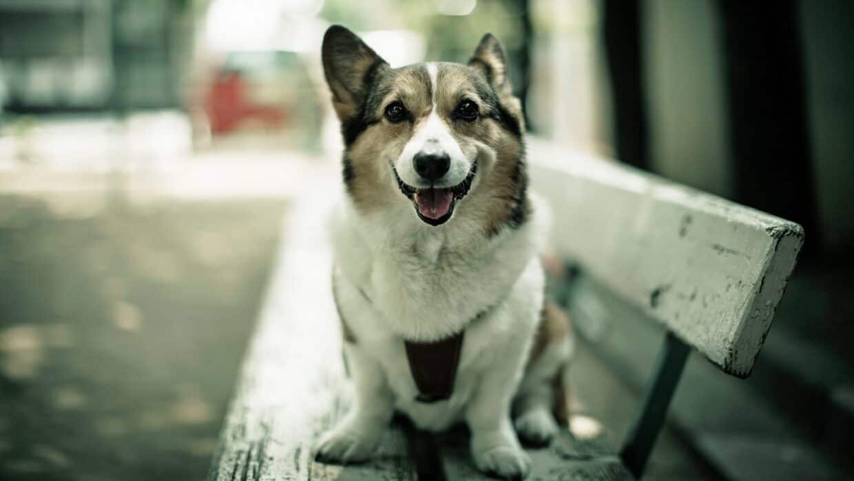 Dog Backgrounds - PixelsTalk