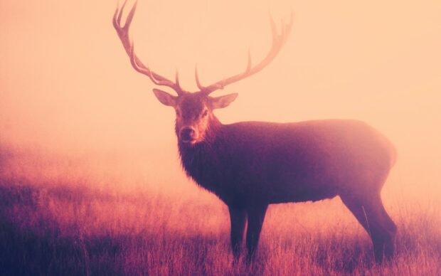 Deer Backgrounds - PixelsTalk
