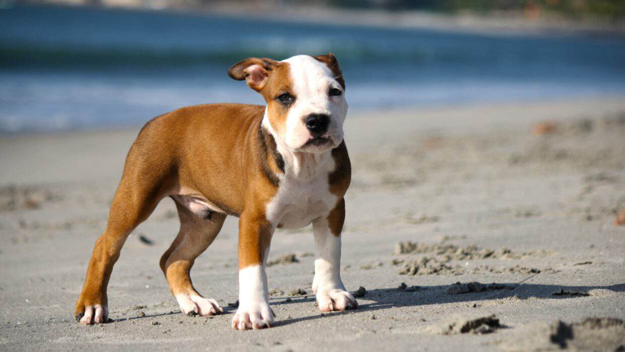 Pitbull Wallpapers - PixelsTalk