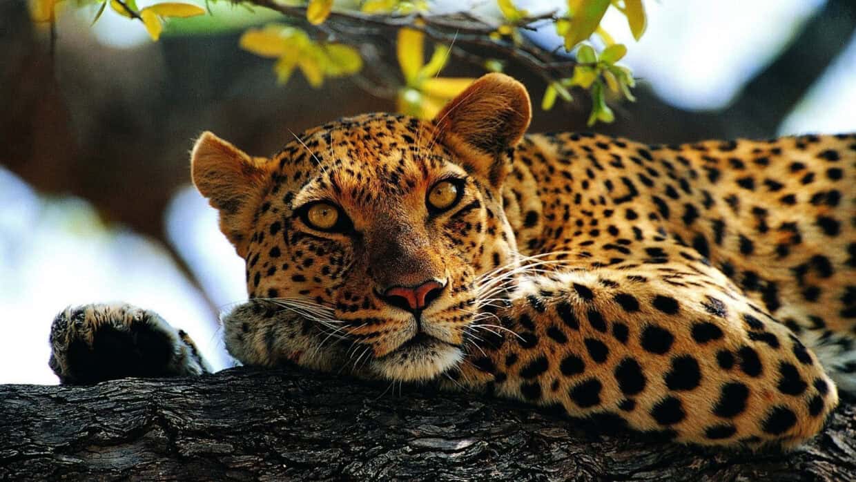 Leopard Wallpapers HD - PixelsTalk