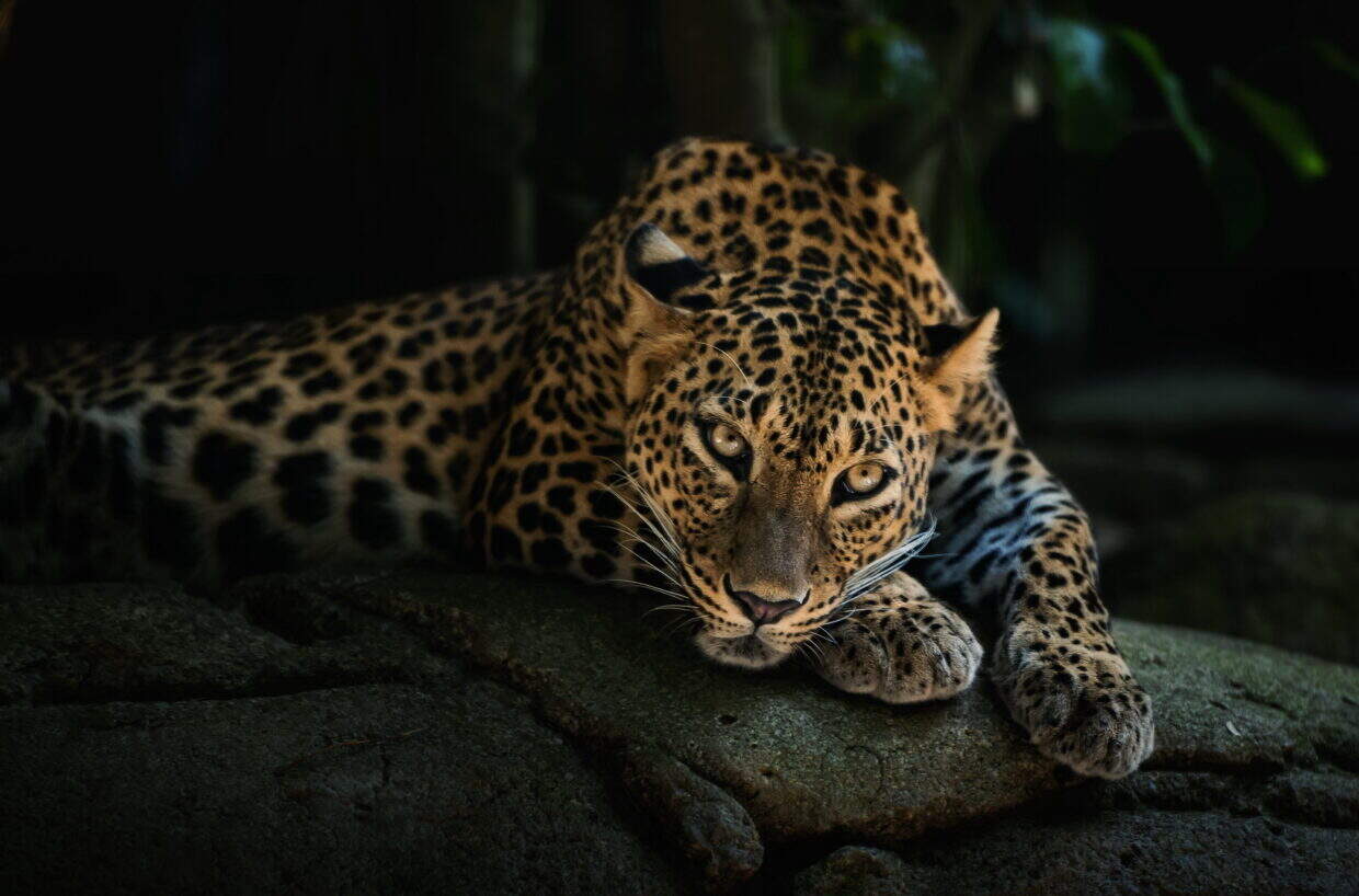 Leopard HD Wallpaper High Resolution - PixelsTalk