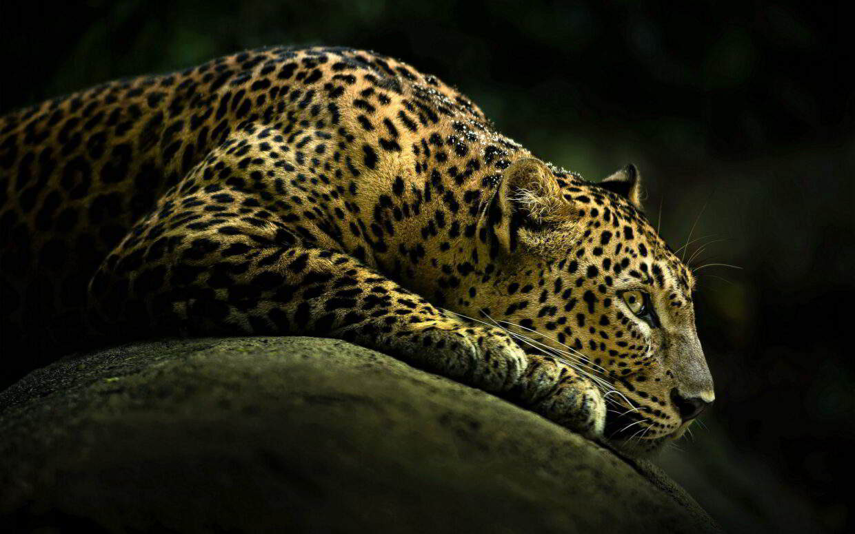Leopard HD Wallpaper High Resolution - PixelsTalk
