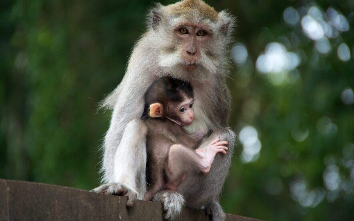 Monkey Wallpapers - PixelsTalk