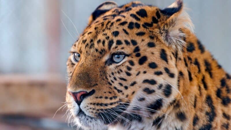 Leopard Wallpapers HD - PixelsTalk