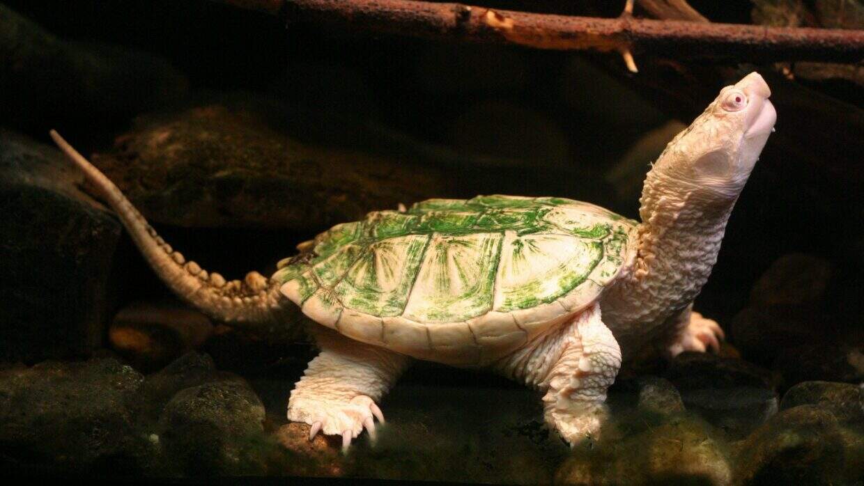 HD Turtle Wallpapers - PixelsTalk