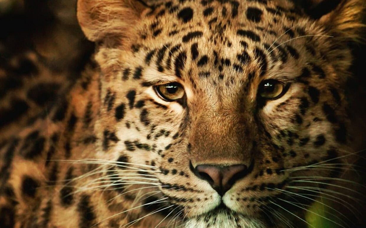 Leopard HD Wallpaper High Resolution - PixelsTalk
