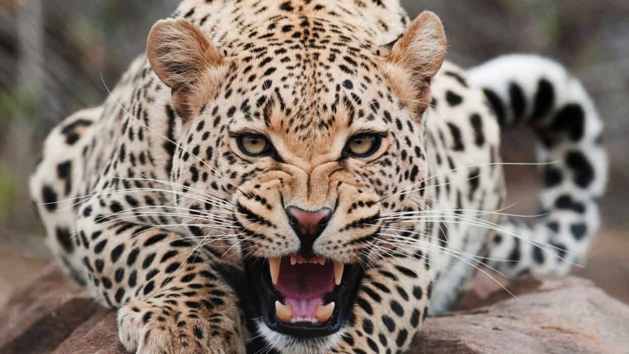 Leopard Wallpapers HD - PixelsTalk