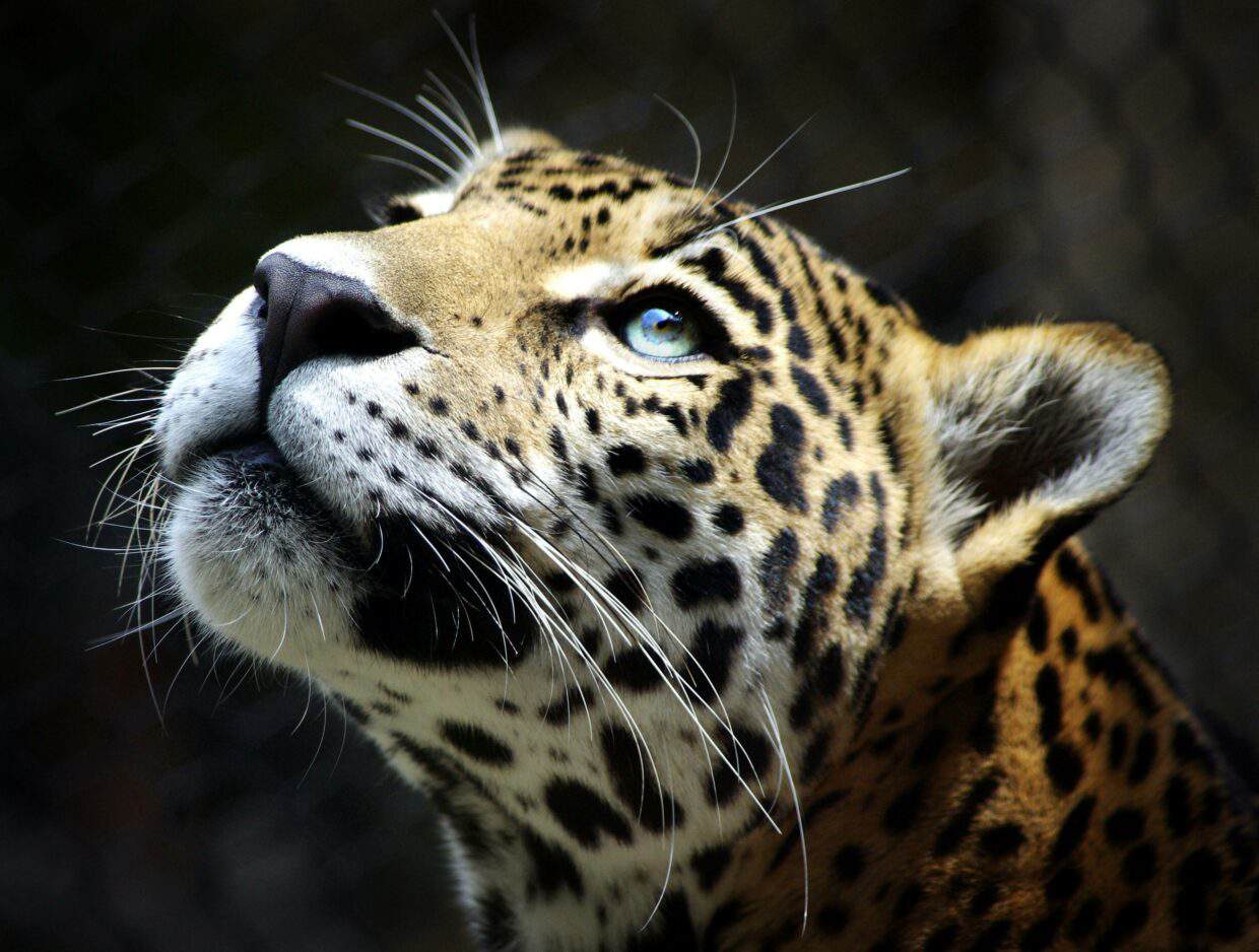 Leopard HD Wallpaper High Resolution - PixelsTalk