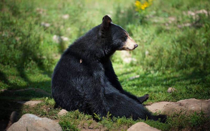 Bear Wallpapers HD - PixelsTalk