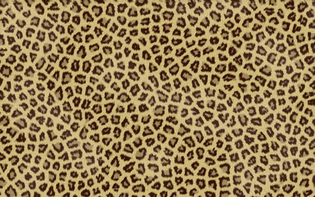 Animal Print Backgrounds - PixelsTalk