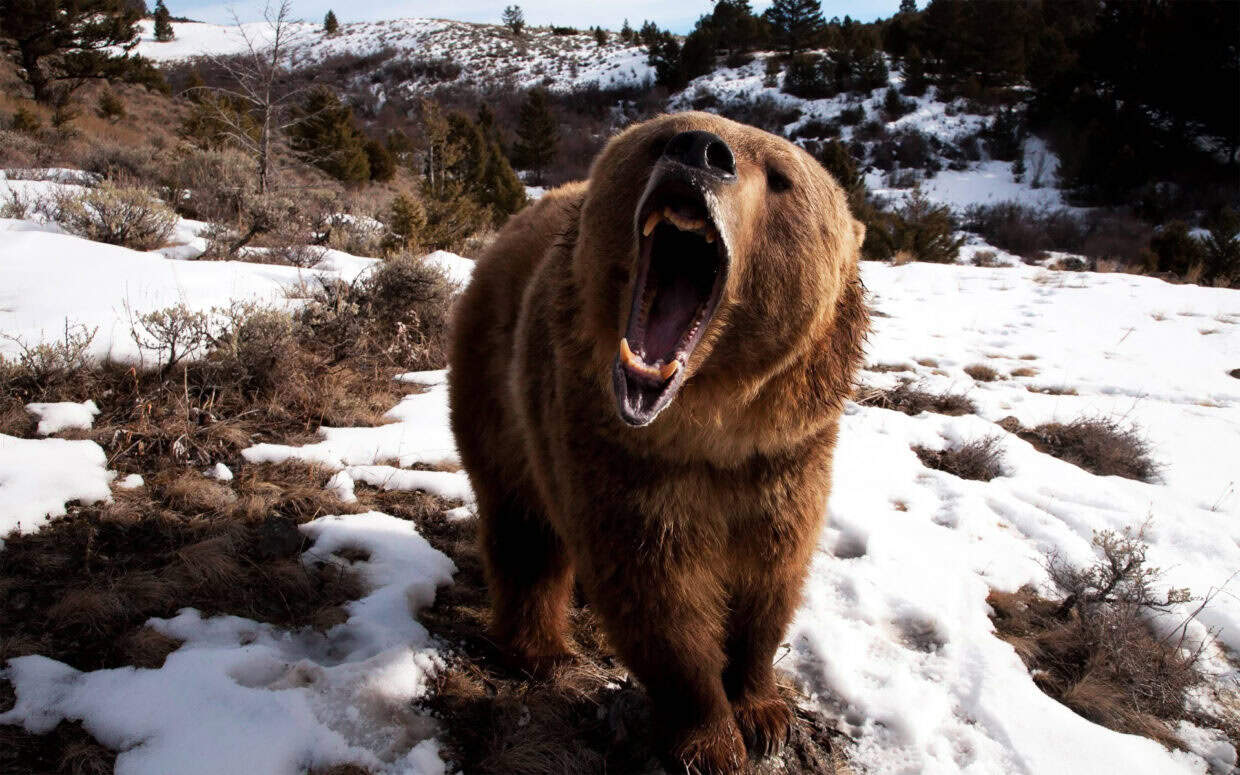 Desktop Bear Wallpapers - PixelsTalk