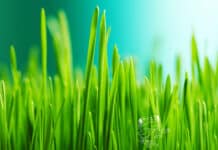 Spring Flowers Wallpaper HD (50+ Images) | PixelsTalk.Net