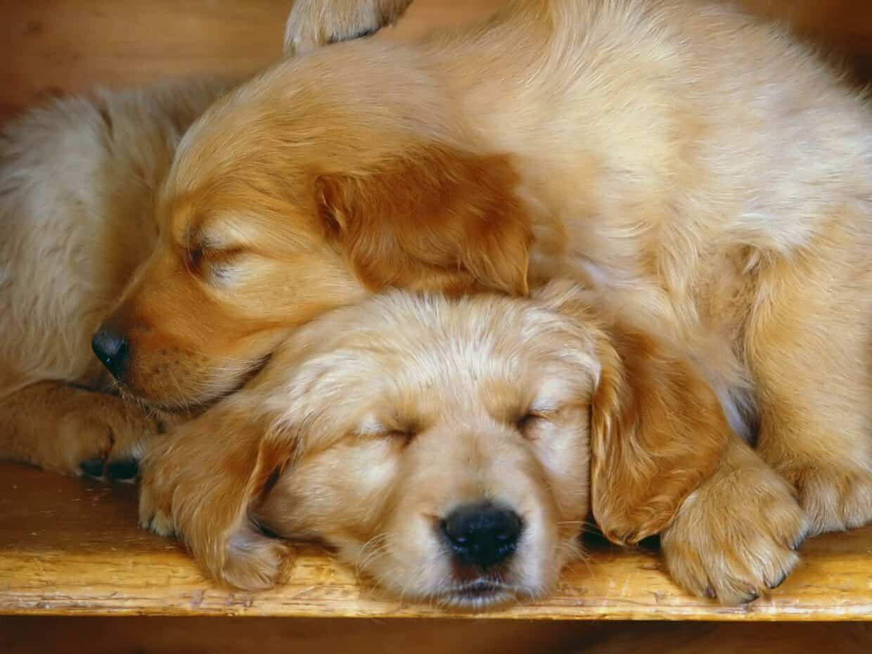 Best Friend Wallpapers HD - PixelsTalk