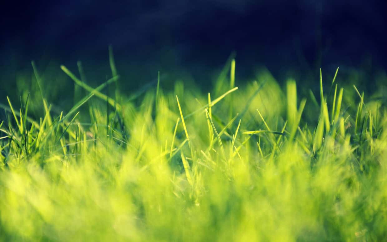 Grass Backgrounds - PixelsTalk