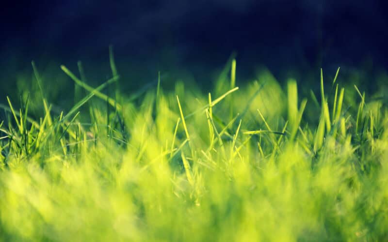 Grass Backgrounds - PixelsTalk