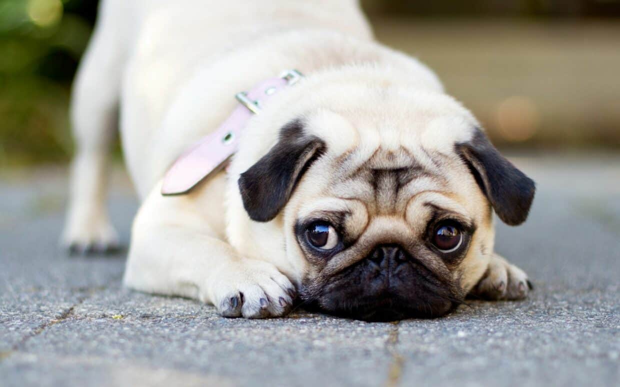 HD Pug Wallpapers - PixelsTalk