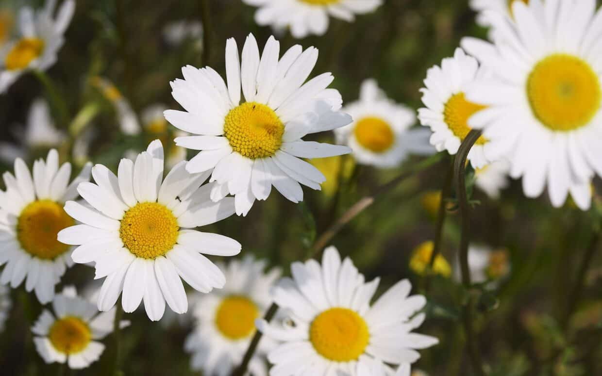 Daisy Wallpaper High Quality - PixelsTalk