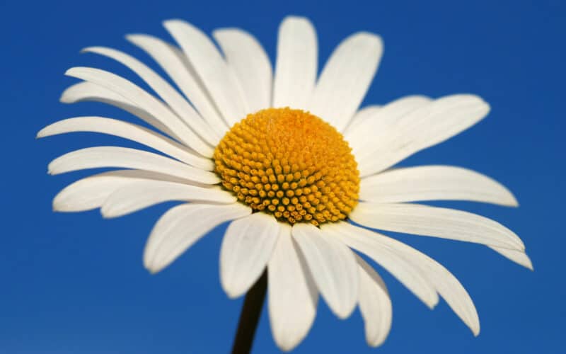 Daisy Wallpaper High Quality - PixelsTalk