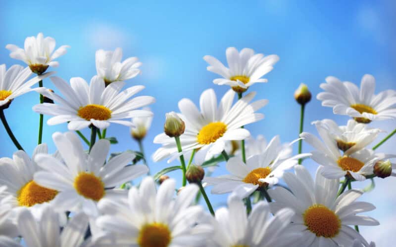Daisy Wallpaper High Quality - PixelsTalk
