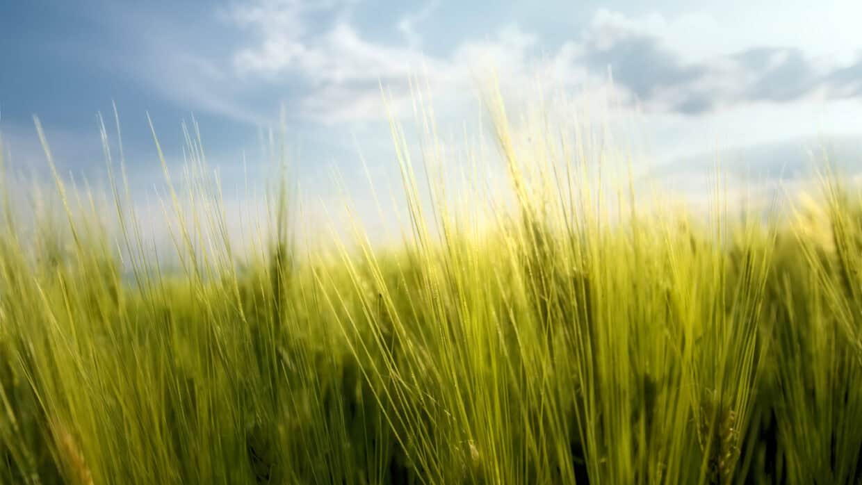 Desktop Grass HD Wallpapers - PixelsTalk