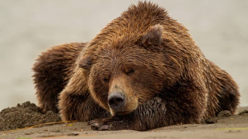 HD Bear Backgrounds - PixelsTalk