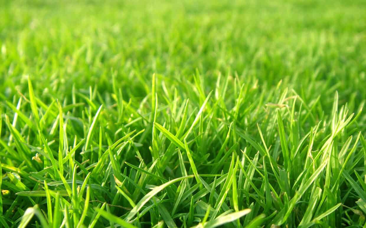 Grass Backgrounds - PixelsTalk