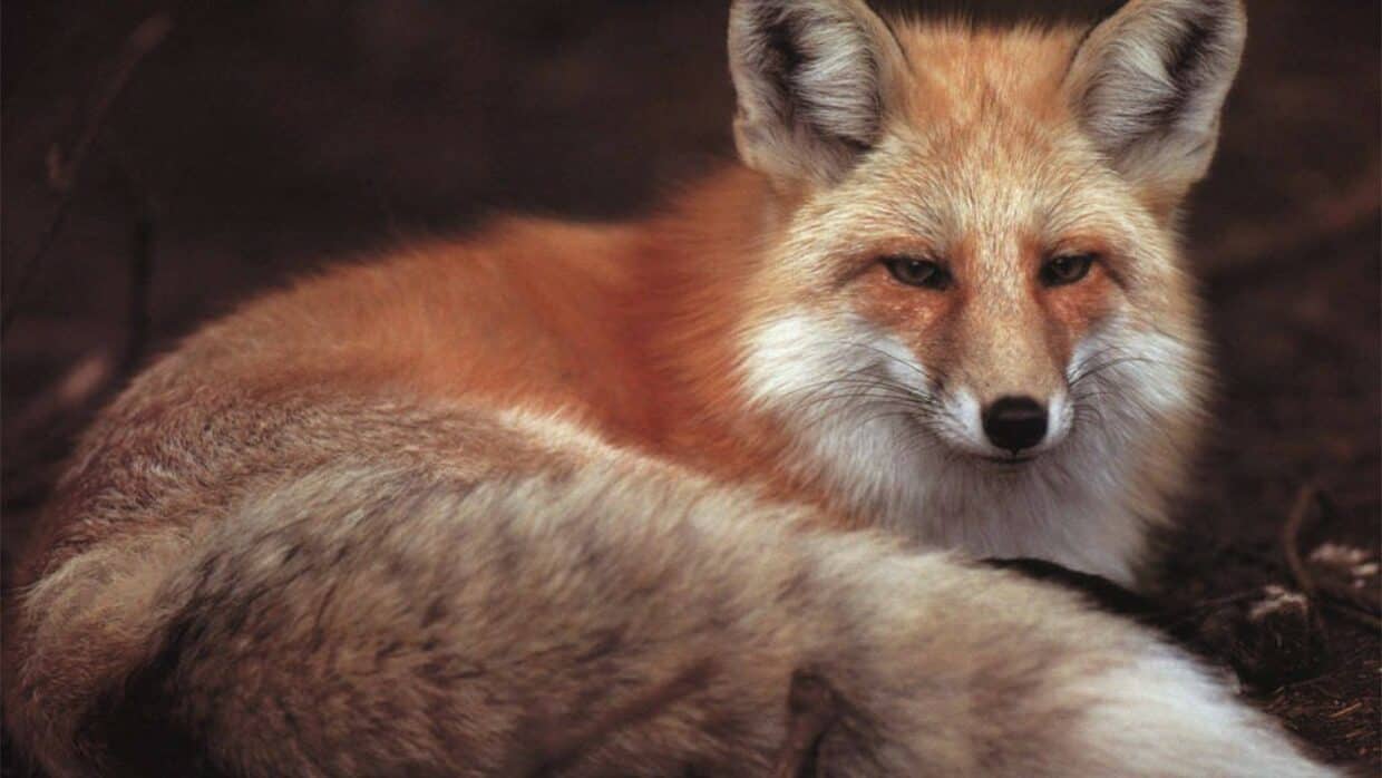 Fox Wallpapers For Desktop - PixelsTalk