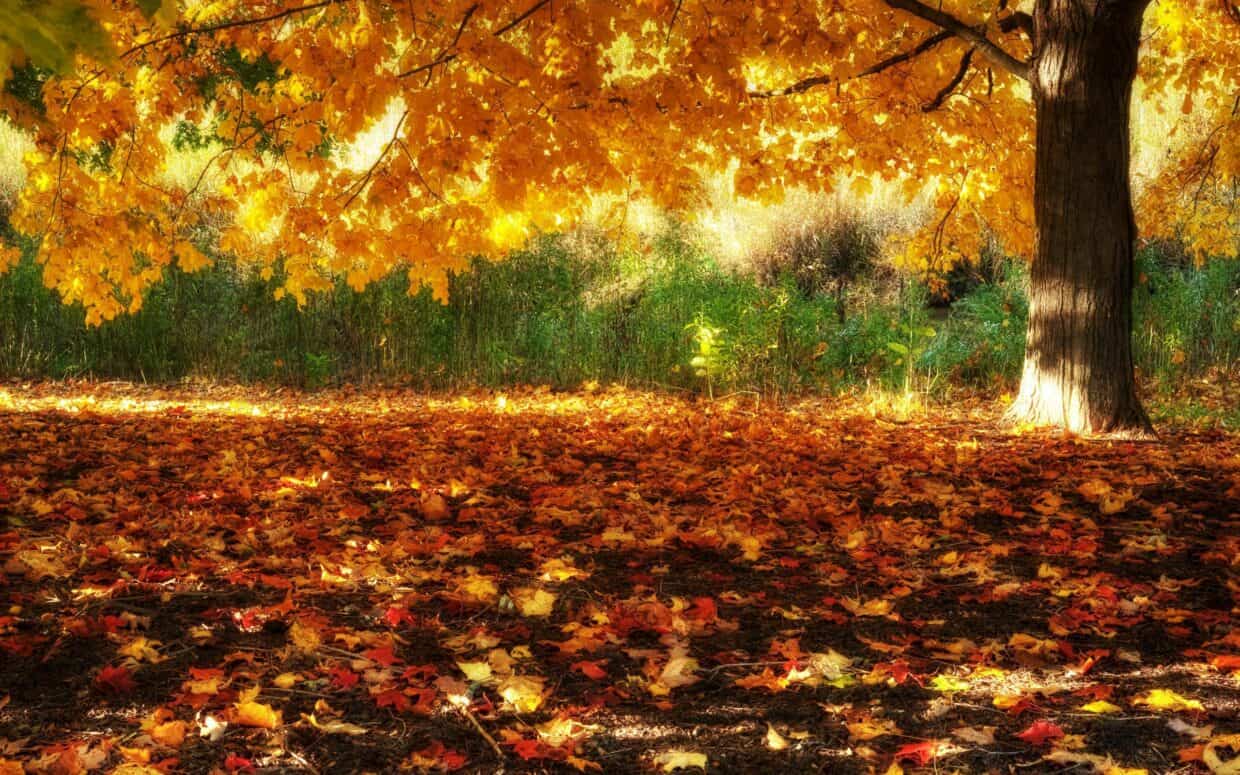 Fall Scenery HD Wallpapers - PixelsTalk