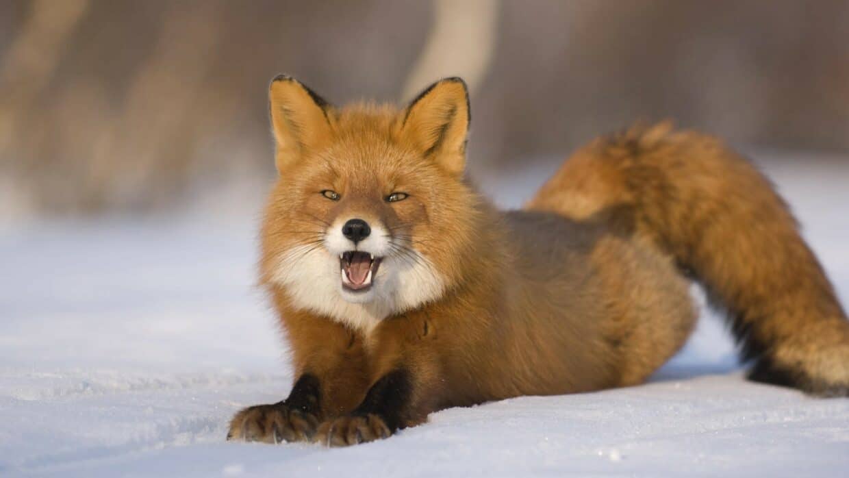 Fox Wallpapers For Desktop - PixelsTalk