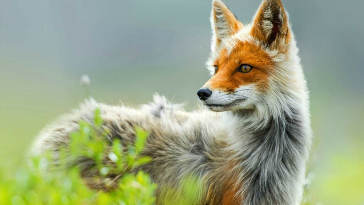 Fox Wallpapers For Desktop - PixelsTalk