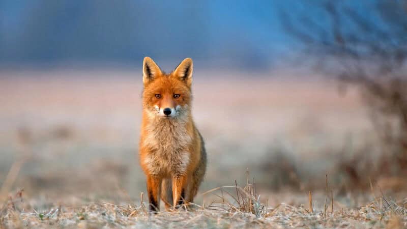Fox Wallpapers For Desktop - PixelsTalk
