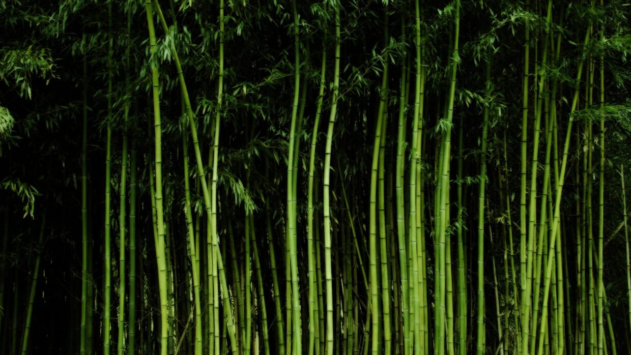 HD Bamboo Backgrounds - PixelsTalk