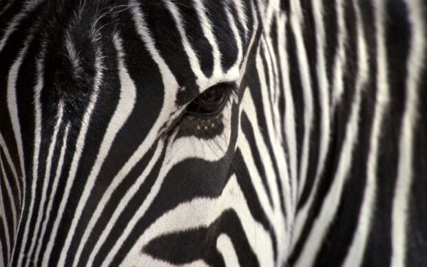 Zebra Print Wallpaper HD - PixelsTalk